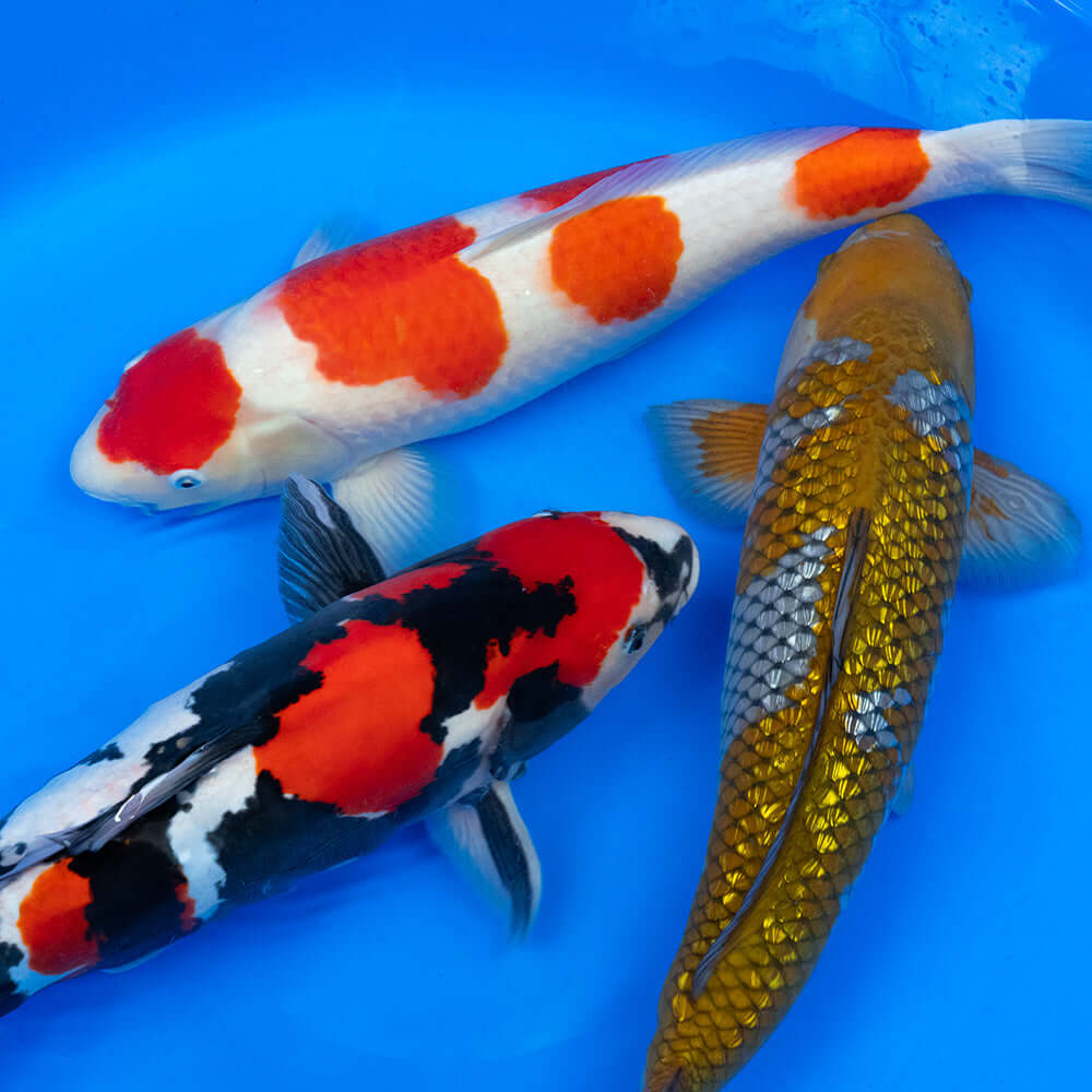 Imported Japanese Koi – Hand-Selected Quality – Sacramento Koi