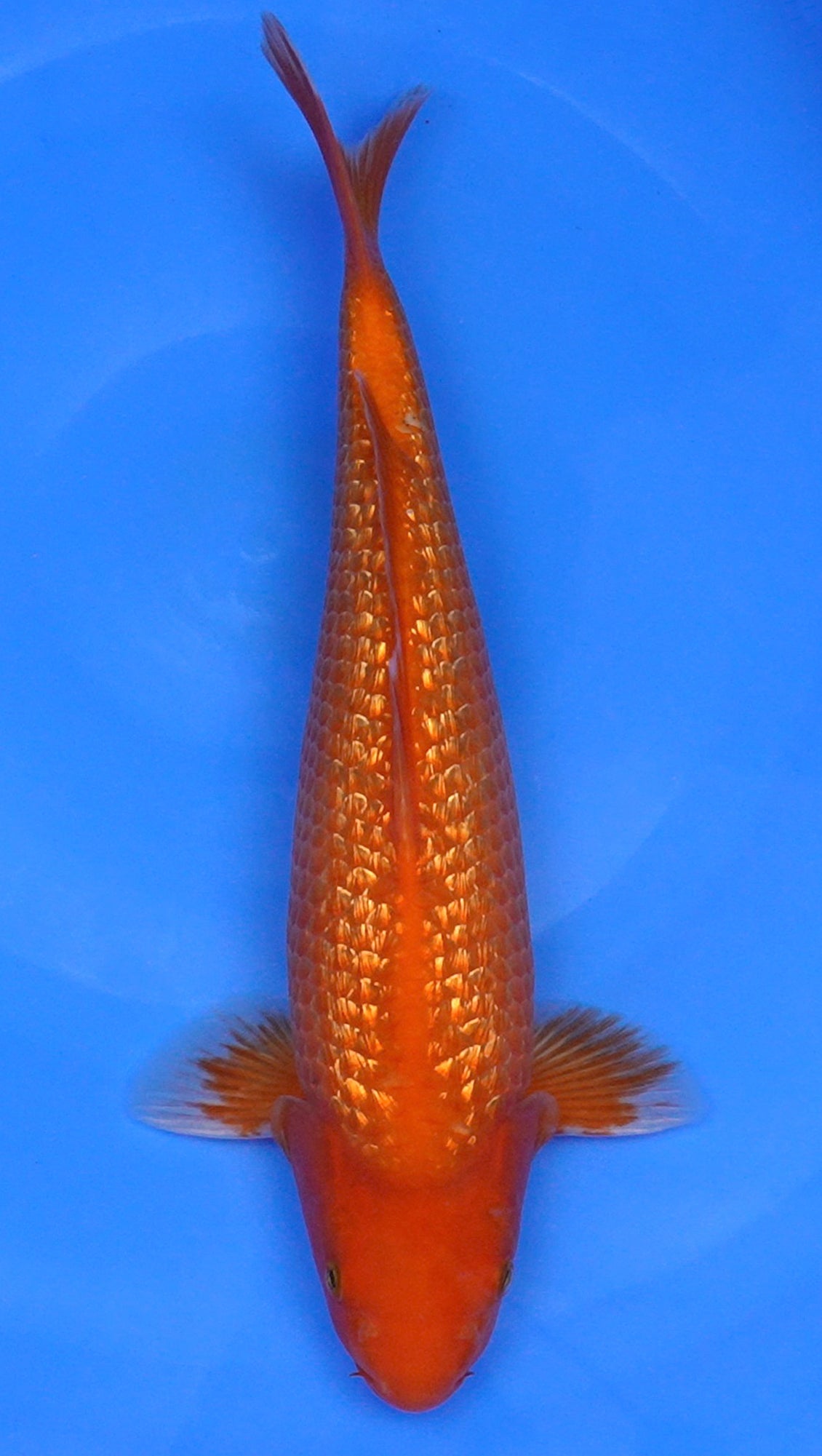 Gin Rin Benigoi 14 inch - 240114314 – Sacramento Koi