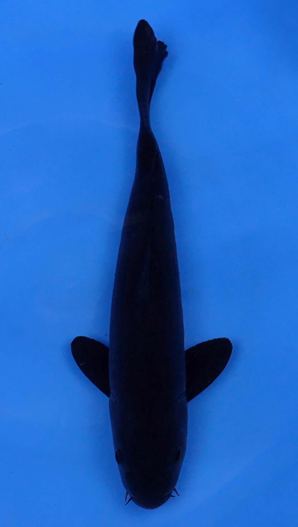 Karasu 16 inch - 240154131 – Sacramento Koi