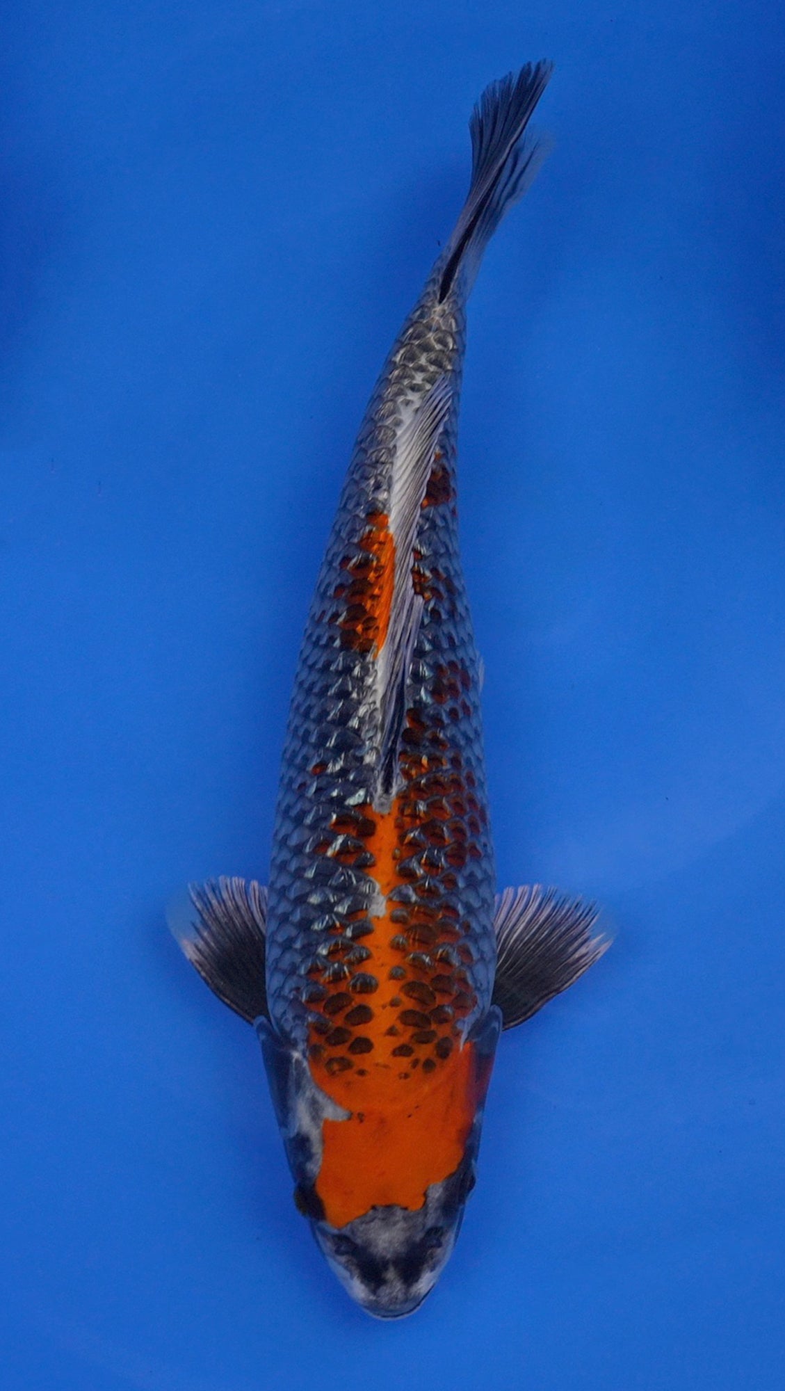 Beni Ginga 16 inch - 240154397 – Sacramento Koi
