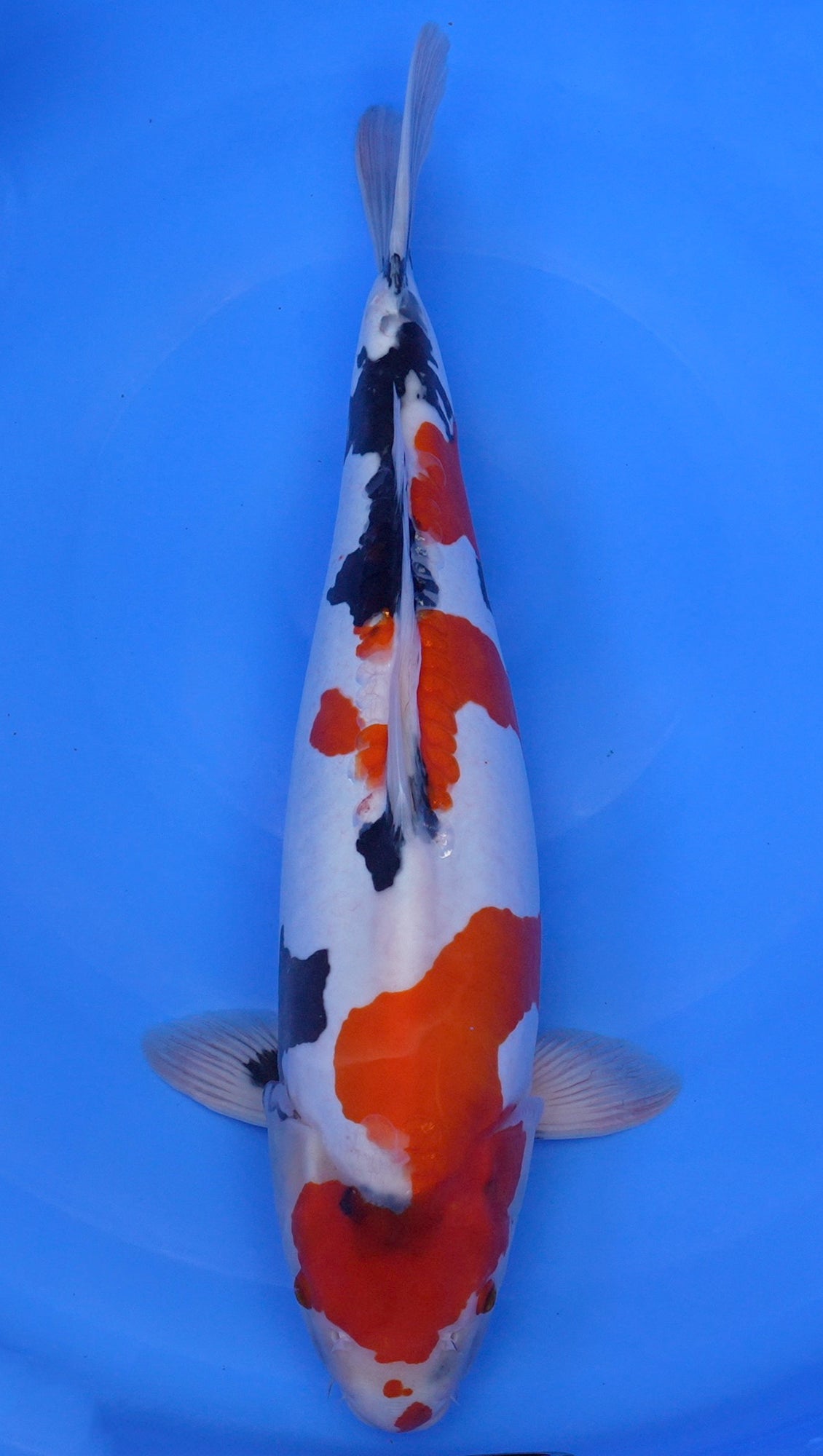 Doitsu Showa 23 inch - 240746373 – Sacramento Koi
