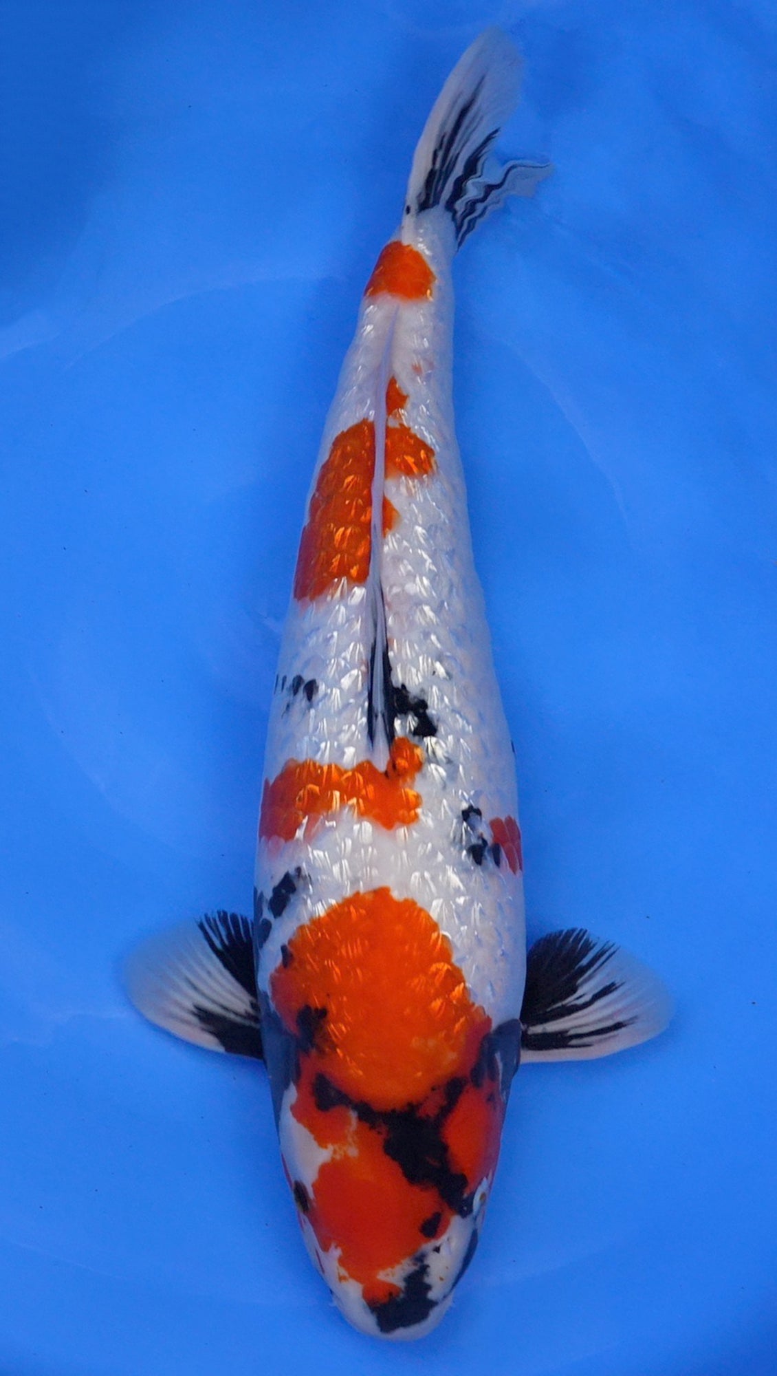Gin Rin Showa 22 inch - 241051372 – Sacramento Koi
