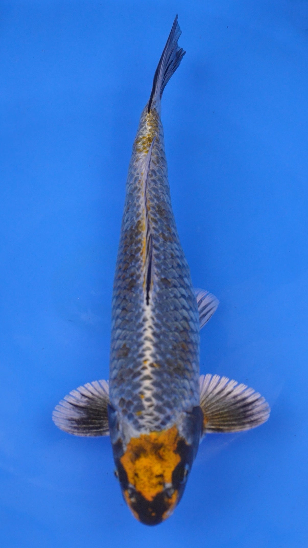 Beni Ginga 13 inches - 250112246 – Sacramento Koi