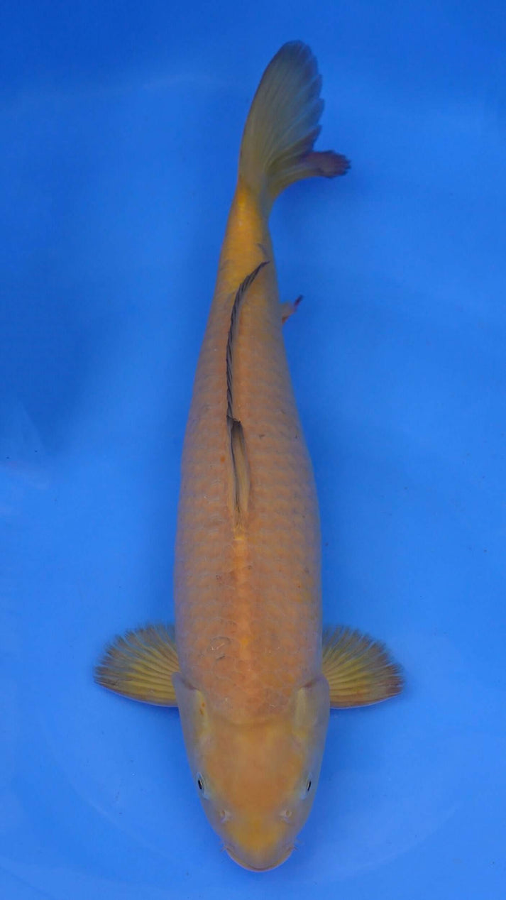 Karashigoi 18 inches - 250112247 – Sacramento Koi
