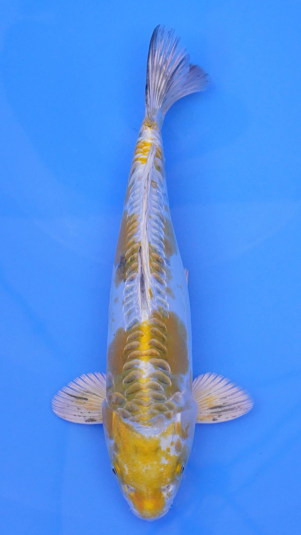 Doitsu Yellow Yamato Nishiki 13 inches - 250143370 – Sacramento Koi