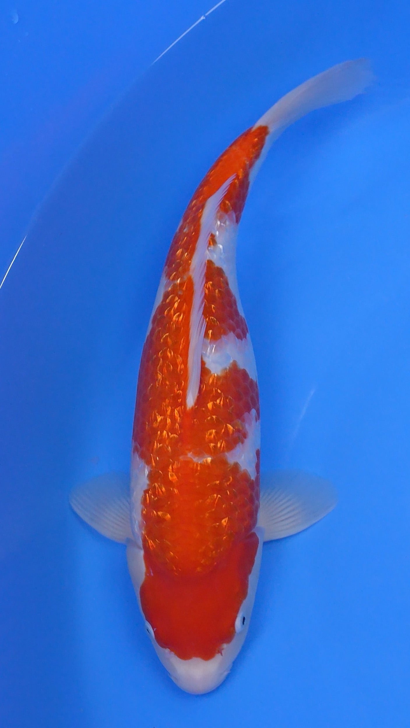 Gin Rin Kohaku 17 inches - 250199266 – Sacramento Koi