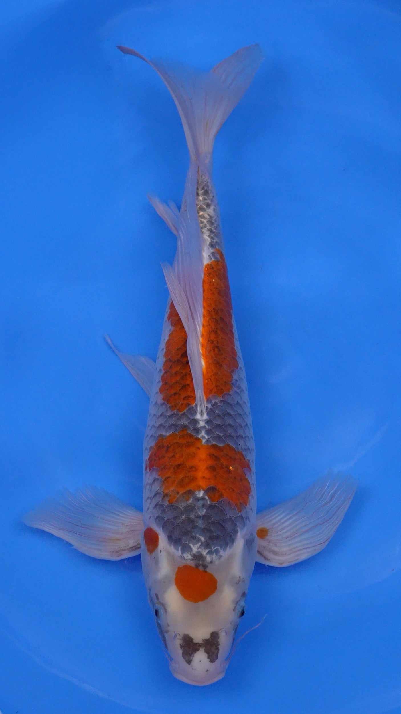Long Fin Metallic Goshiki 21 inches - 250498231 – Sacramento Koi