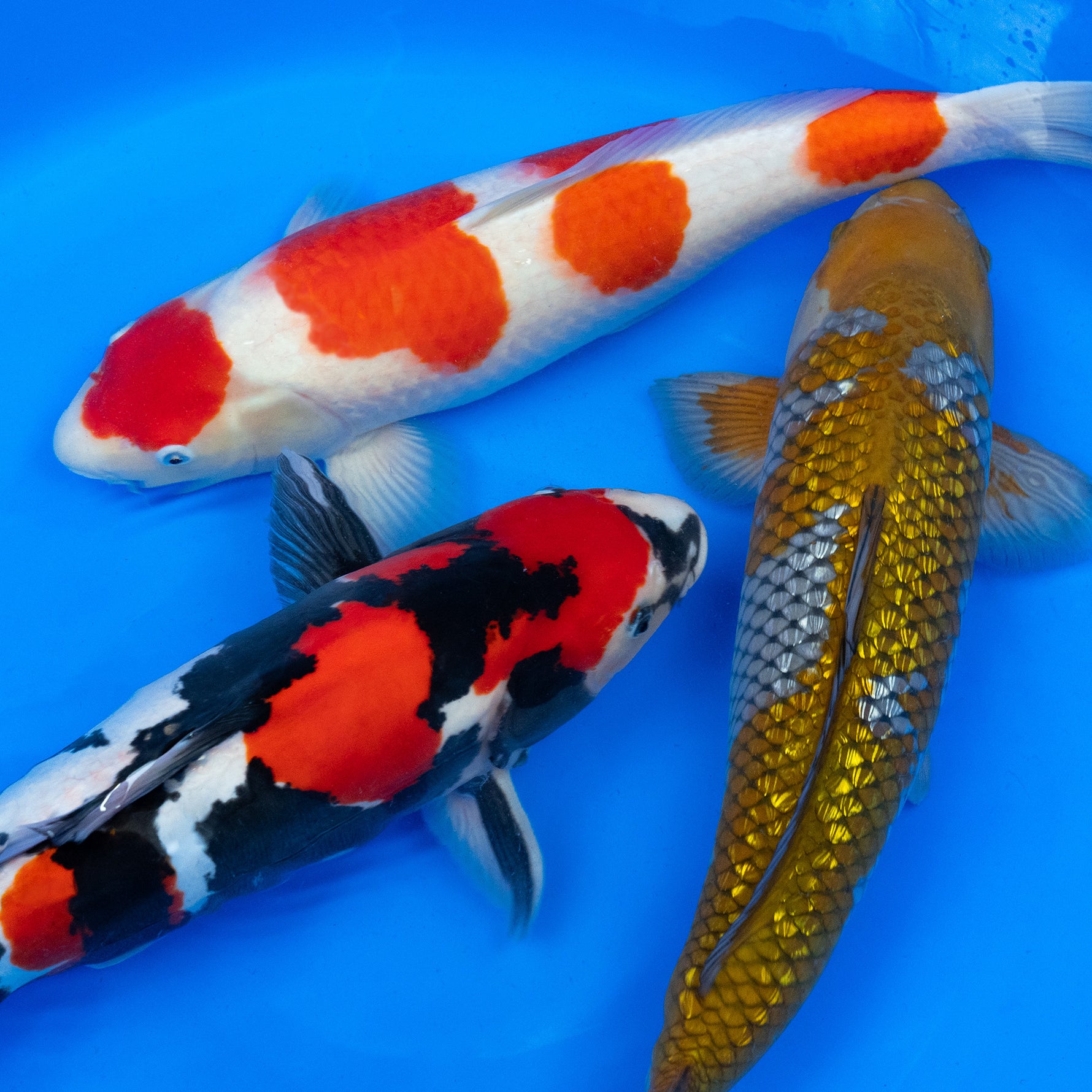 Japanese Koi Fish, Pond Filtration & Supplies | Sacramento Koi Store