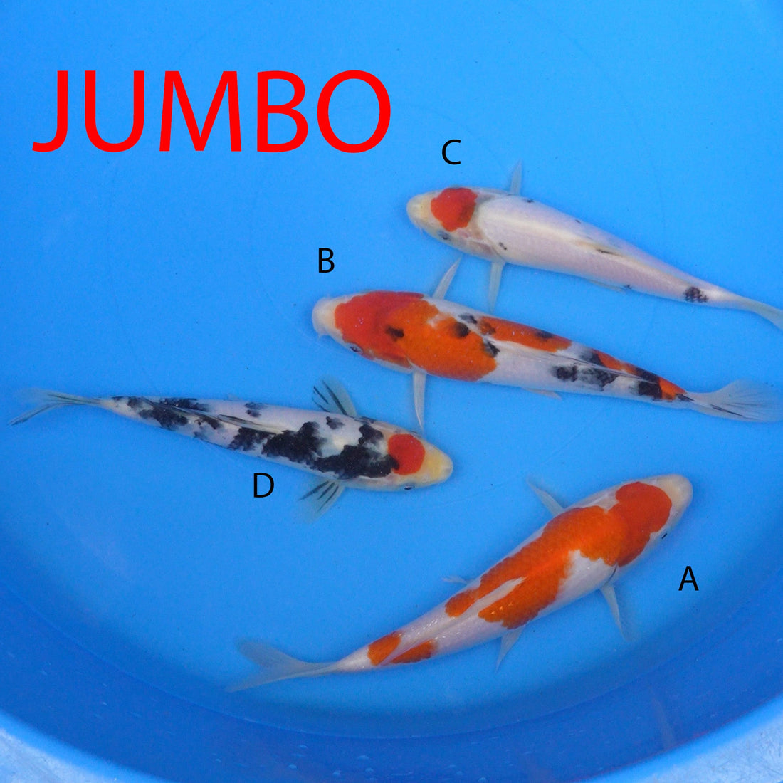July-2025-JUMBO-089 - Kohaku, Sanke, Tancho Sanke, Tancho Sanke – Sacramento Koi